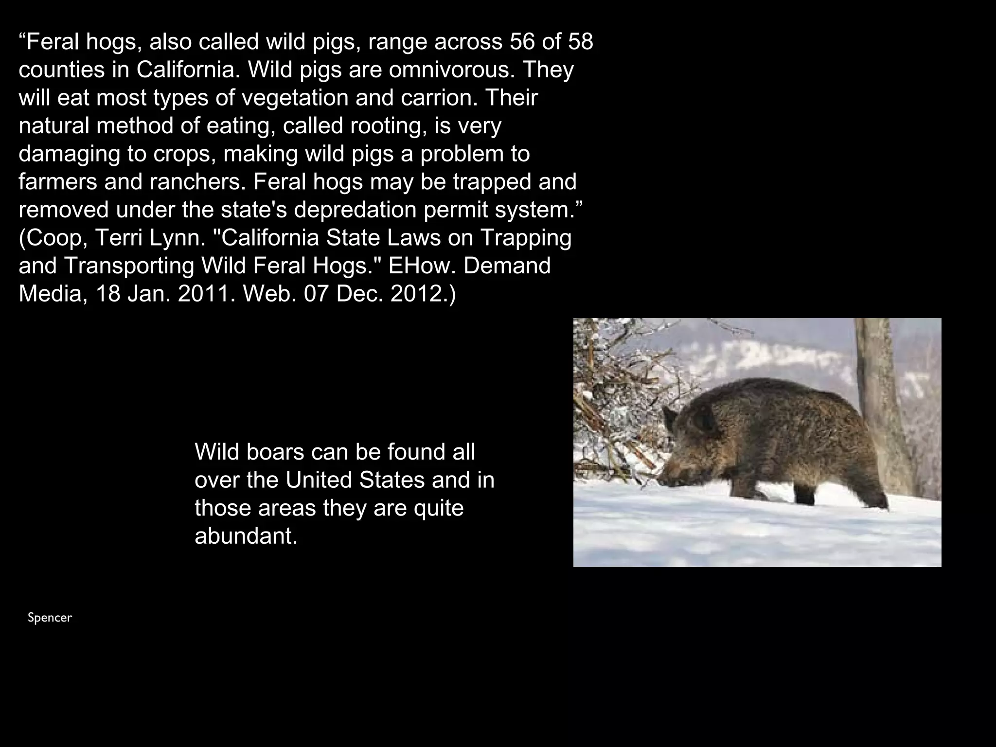 Wild boars keynote | PPT