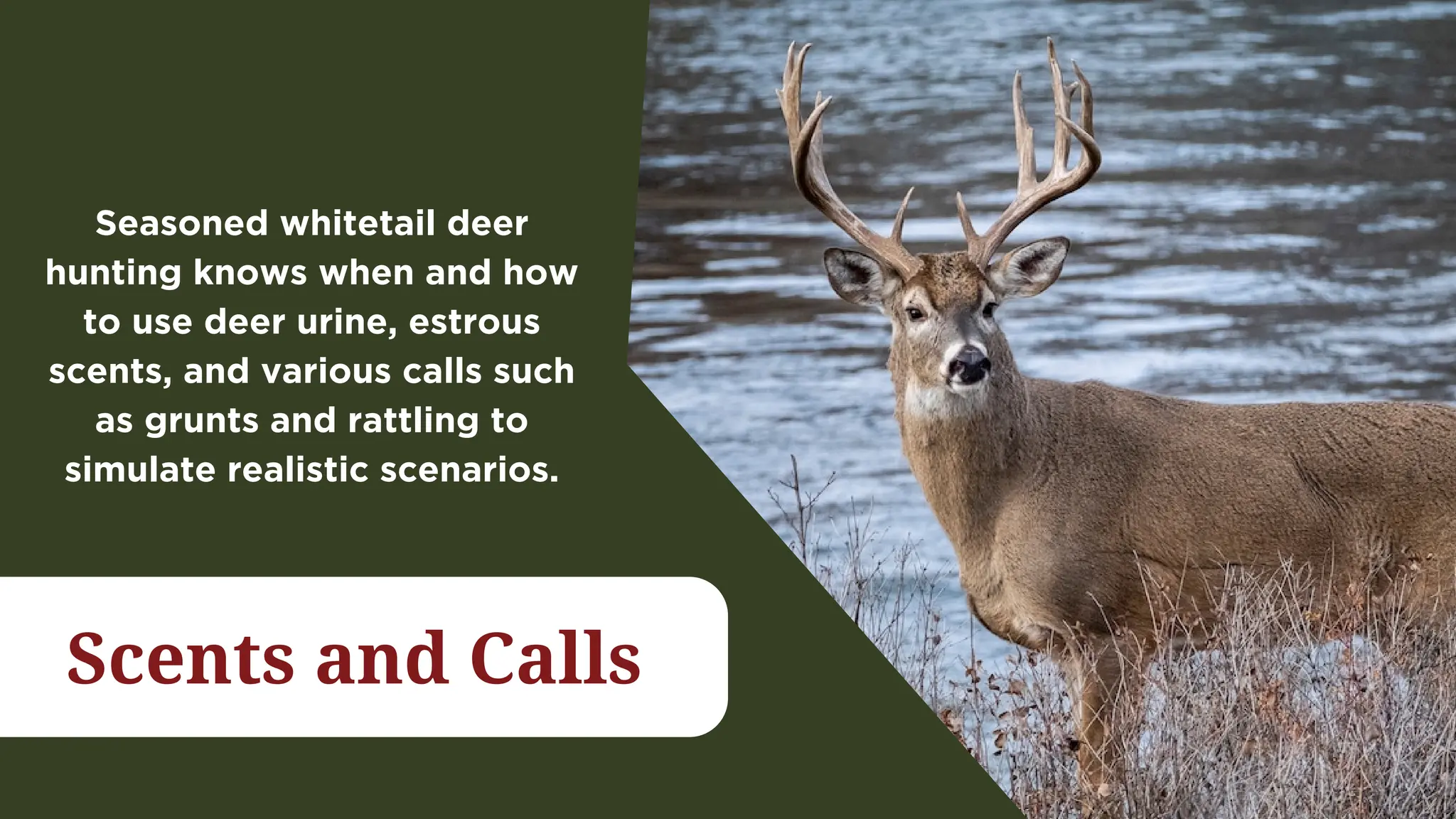 Wild Deer Hunting Adventure | PDF