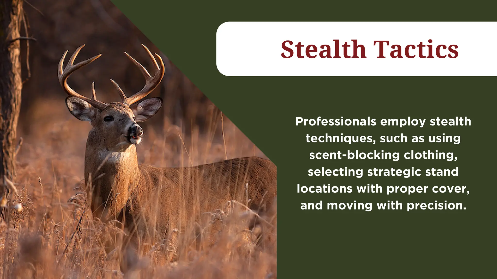 Wild Deer Hunting Adventure | PDF