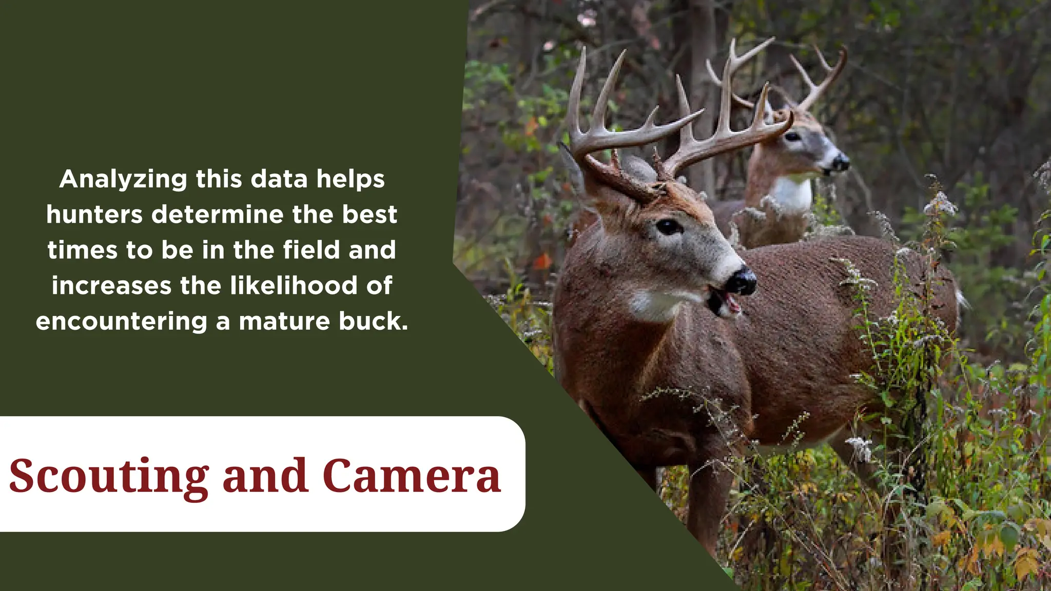 Wild Deer Hunting Adventure | PDF