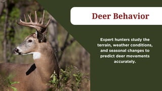 Wild Deer Hunting Adventure | PPT