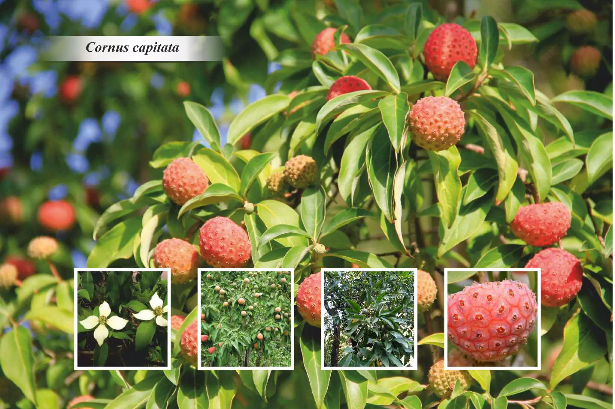 Wild Edible Fruits of Himachal Pradesh.pdf