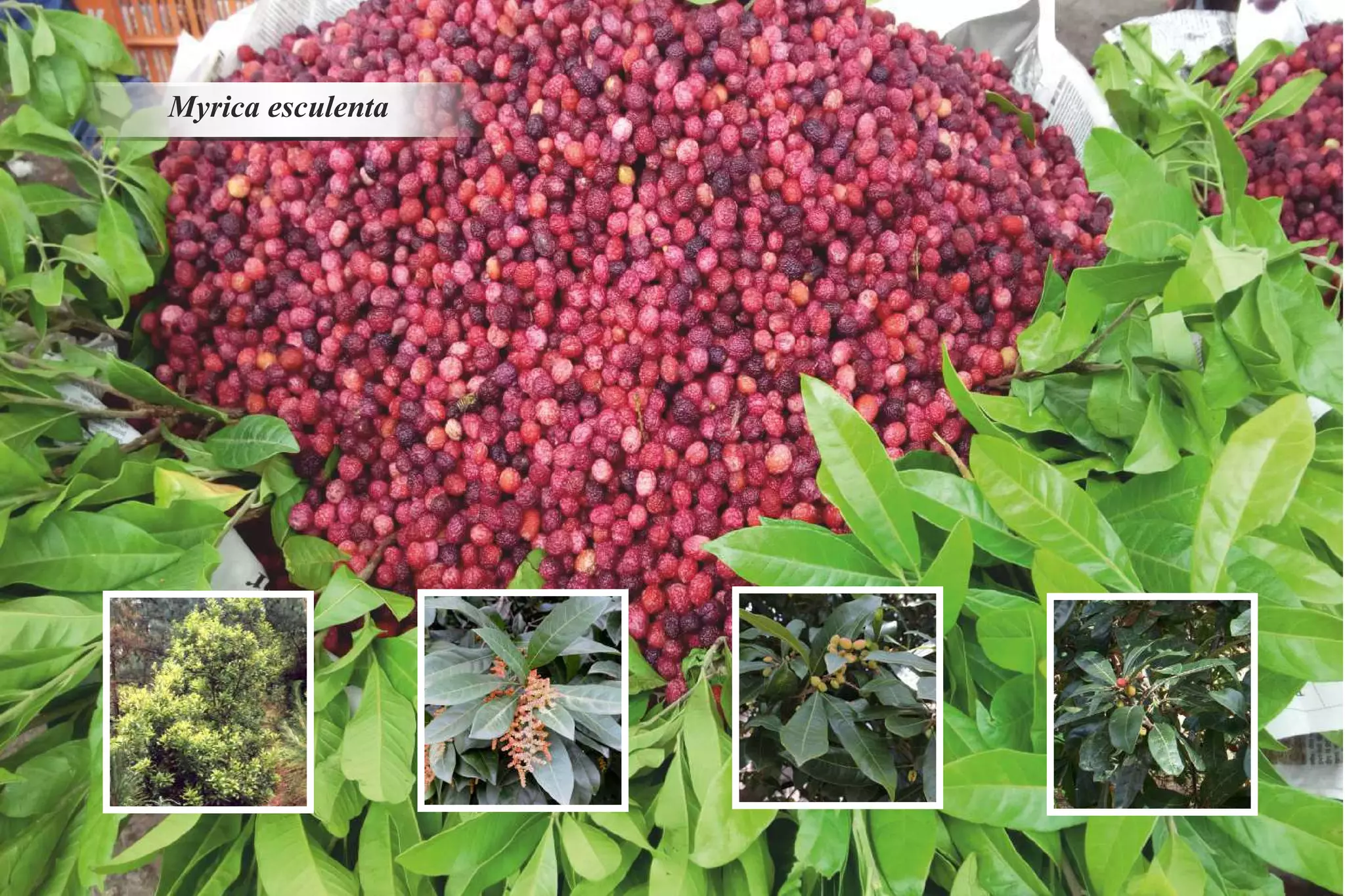 Wild Edible Fruits of Himachal Pradesh.pdf