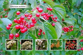 Wild Edible Fruits of Himachal Pradesh.pdf