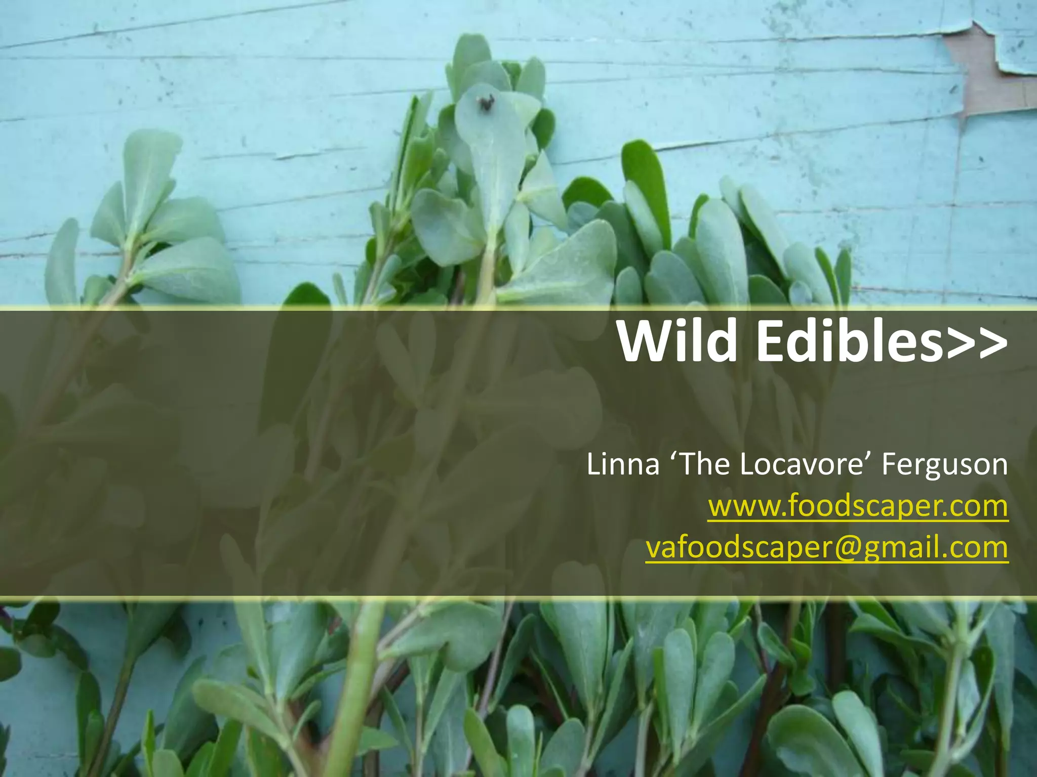 Common Wild Edibles | PPT