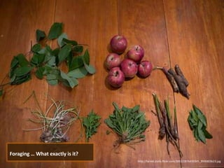 Common Wild Edibles | PPTX