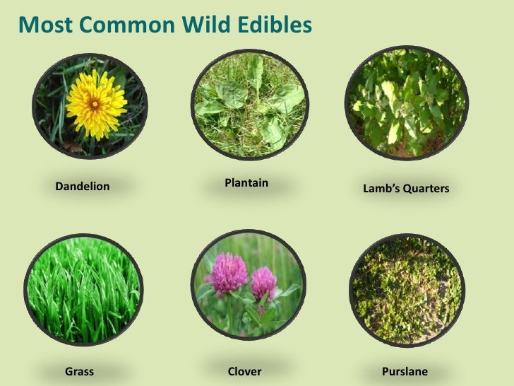 Wild Edible Plants List