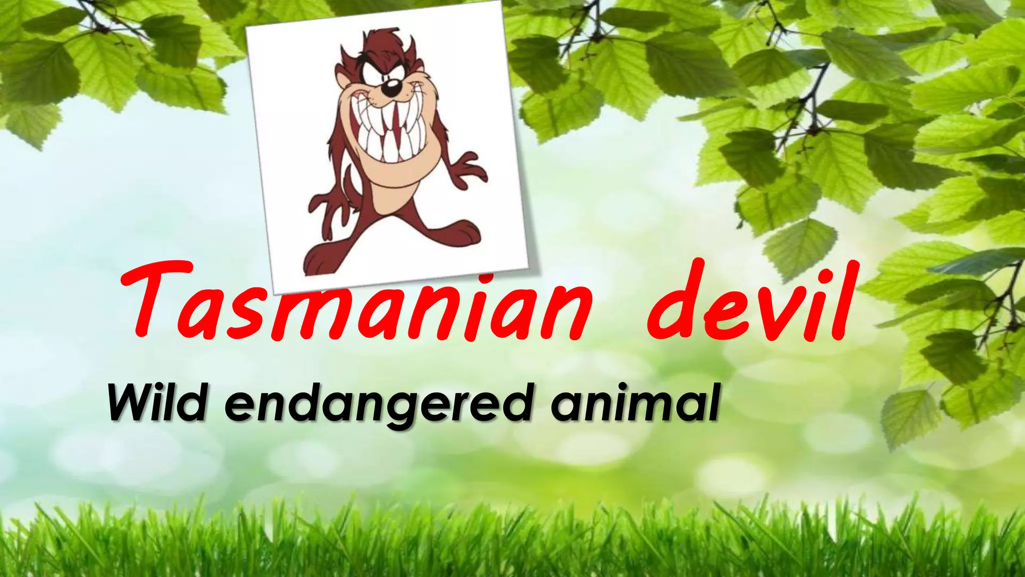 Wild endangered animal | PPT
