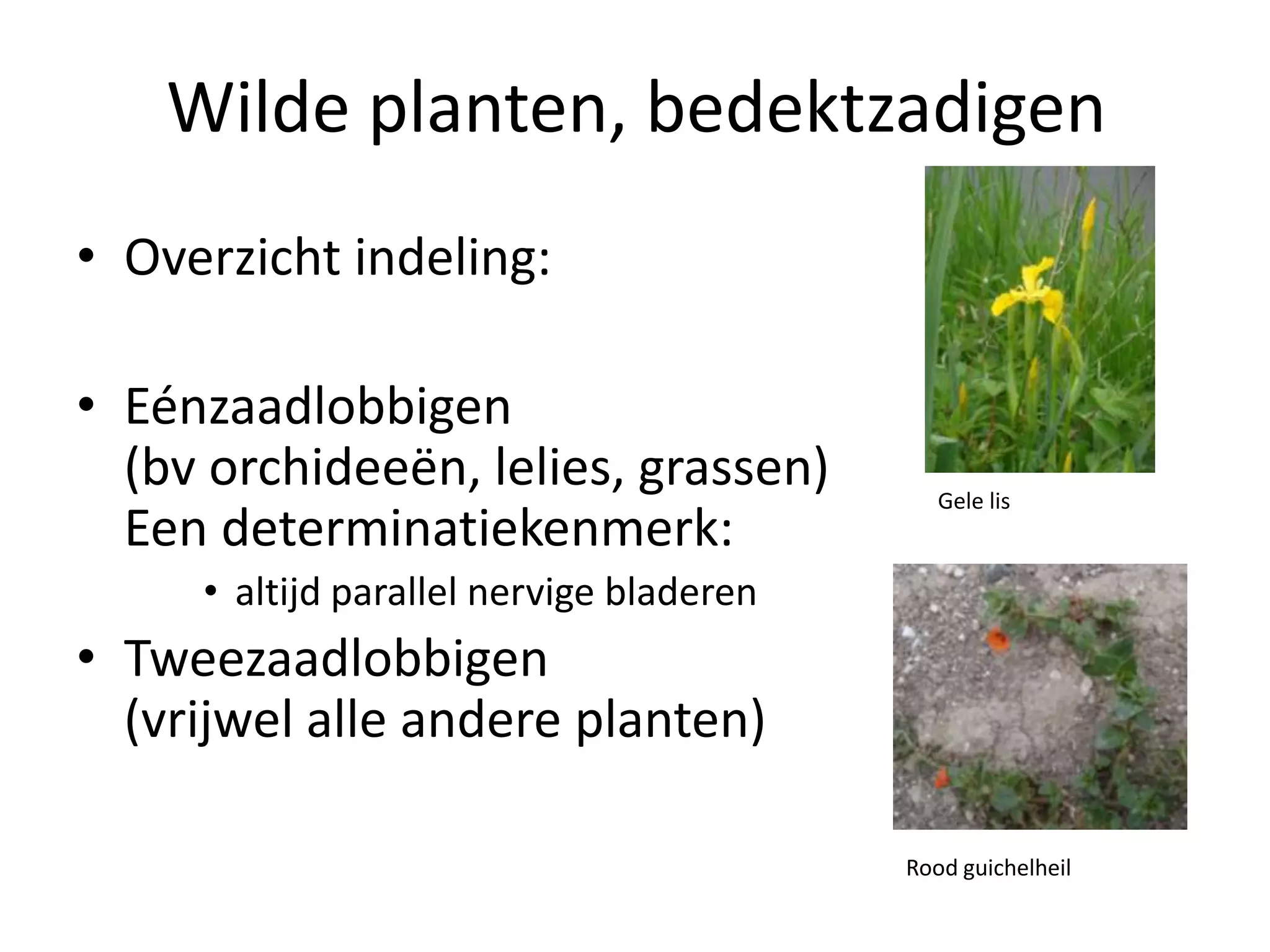 Wilde planten, project klas 5 | PPTX