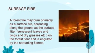 wildfire-prevention-campaign[1][1].pptx