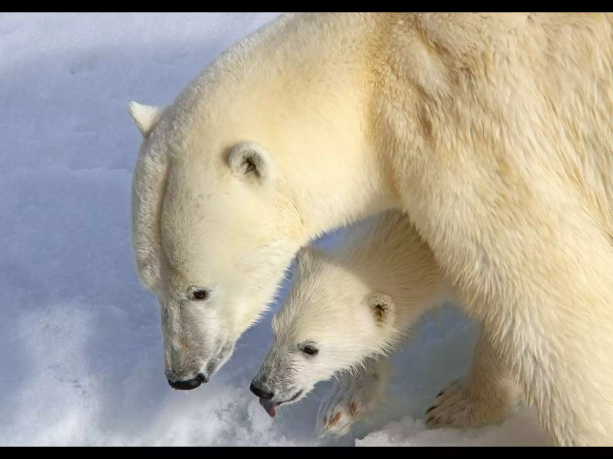 andersonimages Wildlife Photography | PPTX