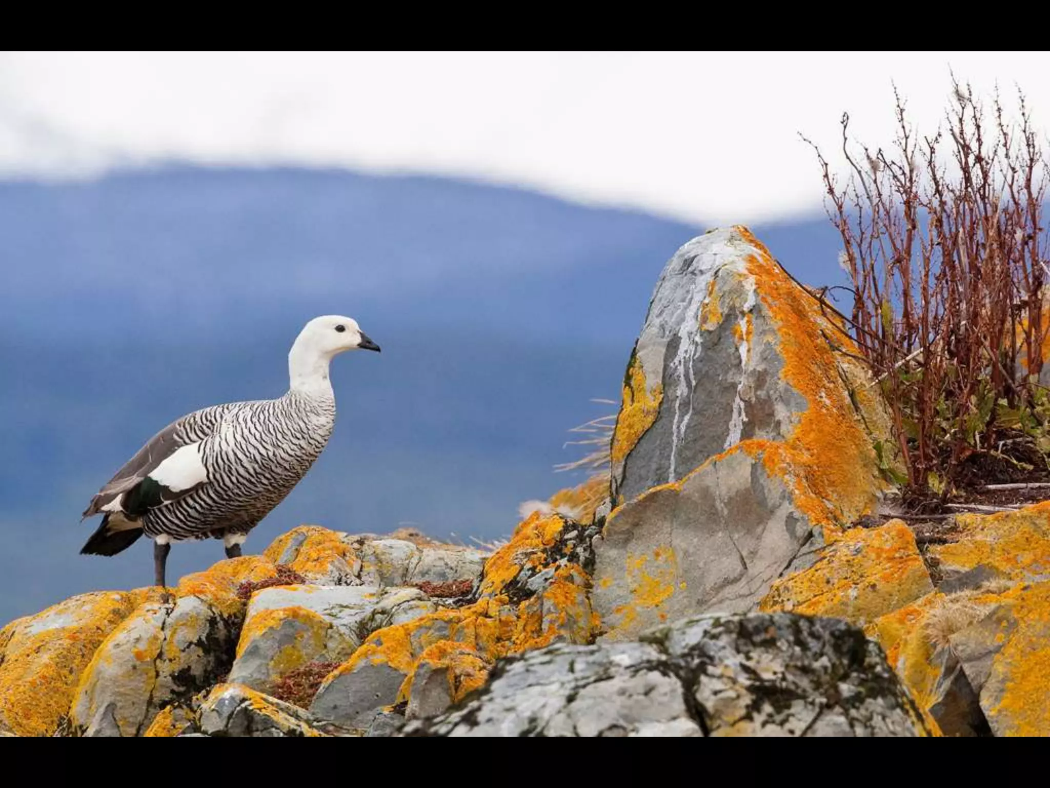 andersonimages Wildlife Photography | PPTX