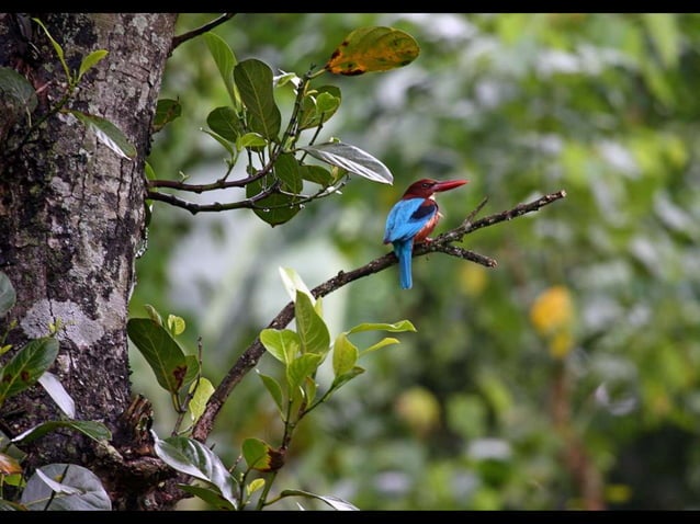 andersonimages Wildlife Photography | PPT