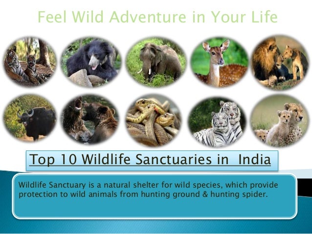 Wildlife Sanctuaries In India