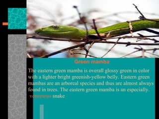 Wildlife | PPT