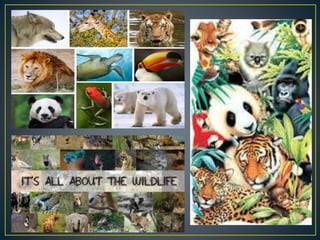 Wildlife | PPTX