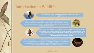 Wildlife | PPT