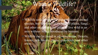 Wildlife | PPTX