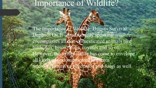 Wildlife | PPTX