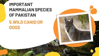 Important mammalian species dogs and hyenas in Pakistan.pptx