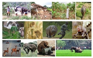 Wildlife-AnIntroduction.pdf