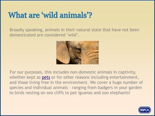 Wildlife - RSPCA | PPTX