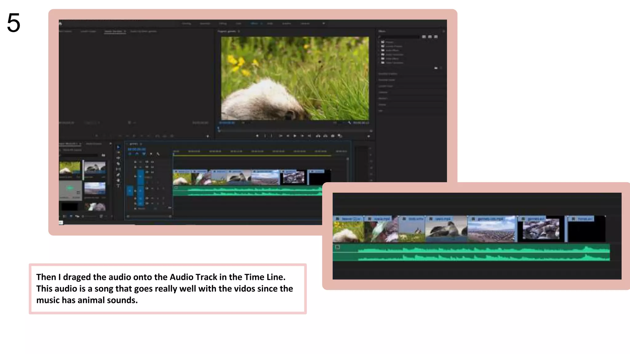 Wildlife adobe premiere pro | PPT