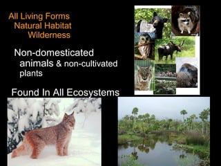 Wildlife and its importance A presentation By Mr Allah Dad Khan | PPT