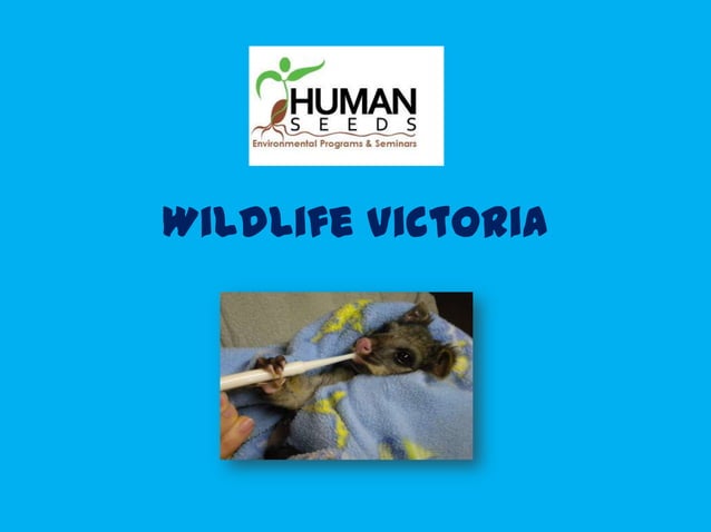 Wildlife Victoria | PPT