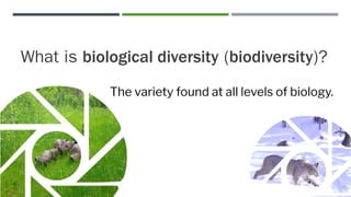 Wildlife Biodiversity Lesson Slideshow.pdf