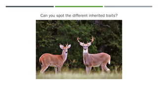Wildlife Biodiversity Lesson Slideshow.pdf