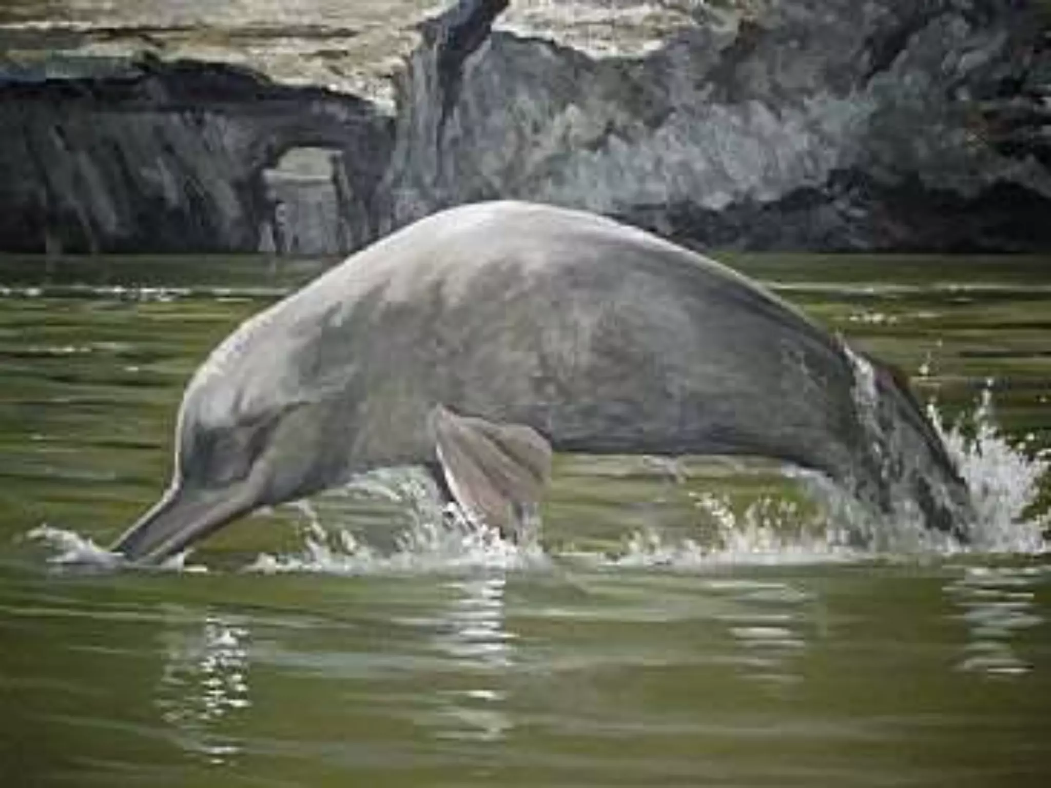 Endangered Species of of Pakistan By Sheraz Ahmad | PPTX | Birds | Pets