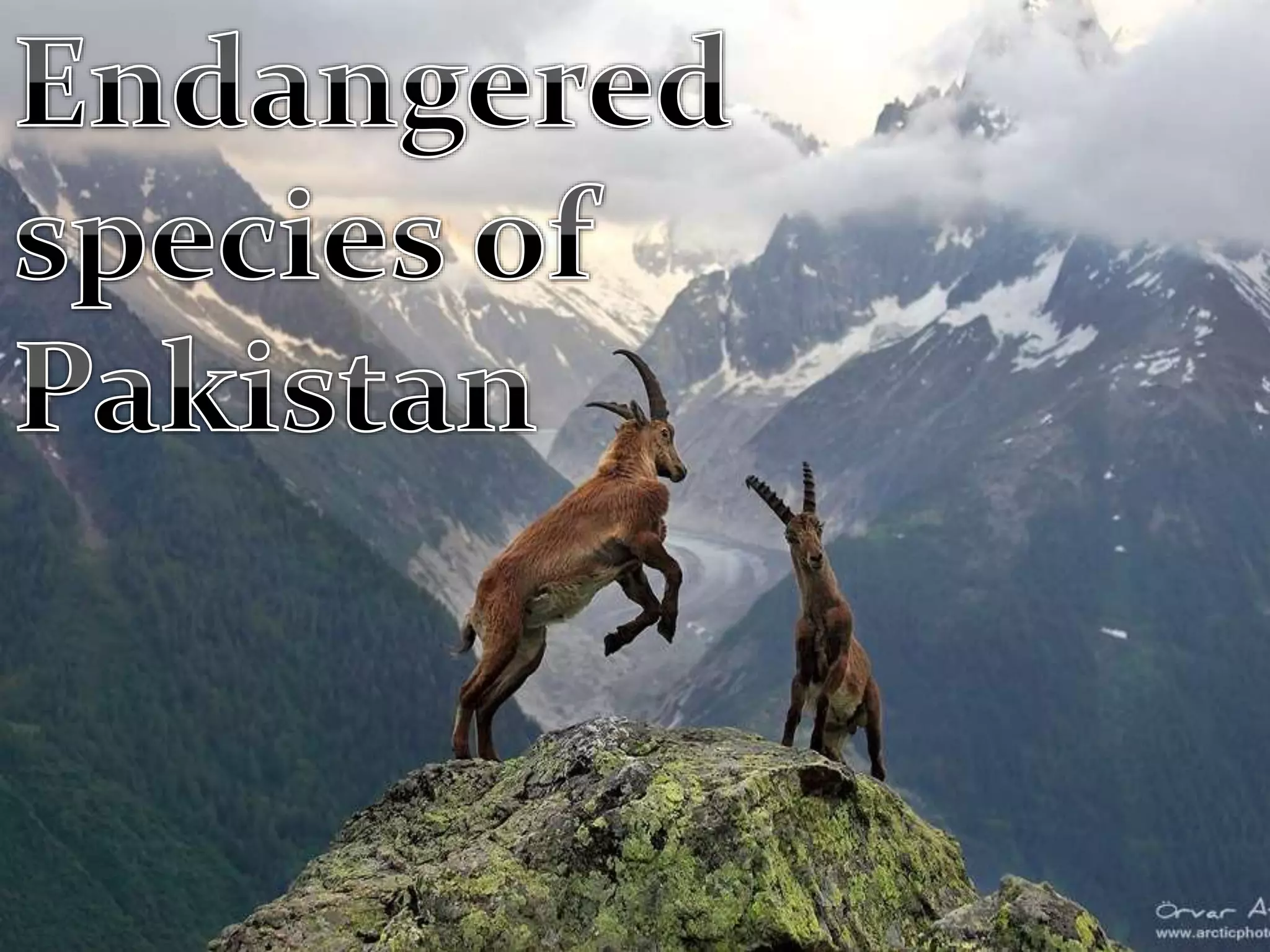 Endangered Species of of Pakistan By Sheraz Ahmad | PPTX | Birds | Pets