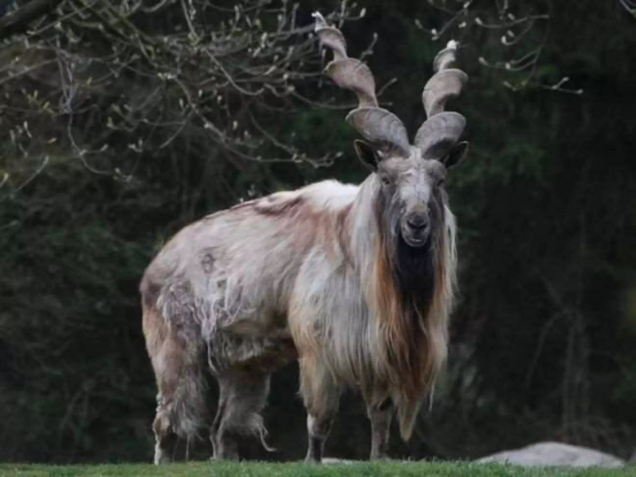 Endangered Species of of Pakistan By Sheraz Ahmad | PPTX | Birds | Pets