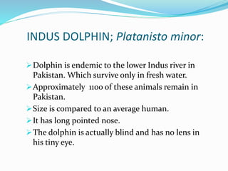 Endangered Species of of Pakistan By Sheraz Ahmad | PPTX