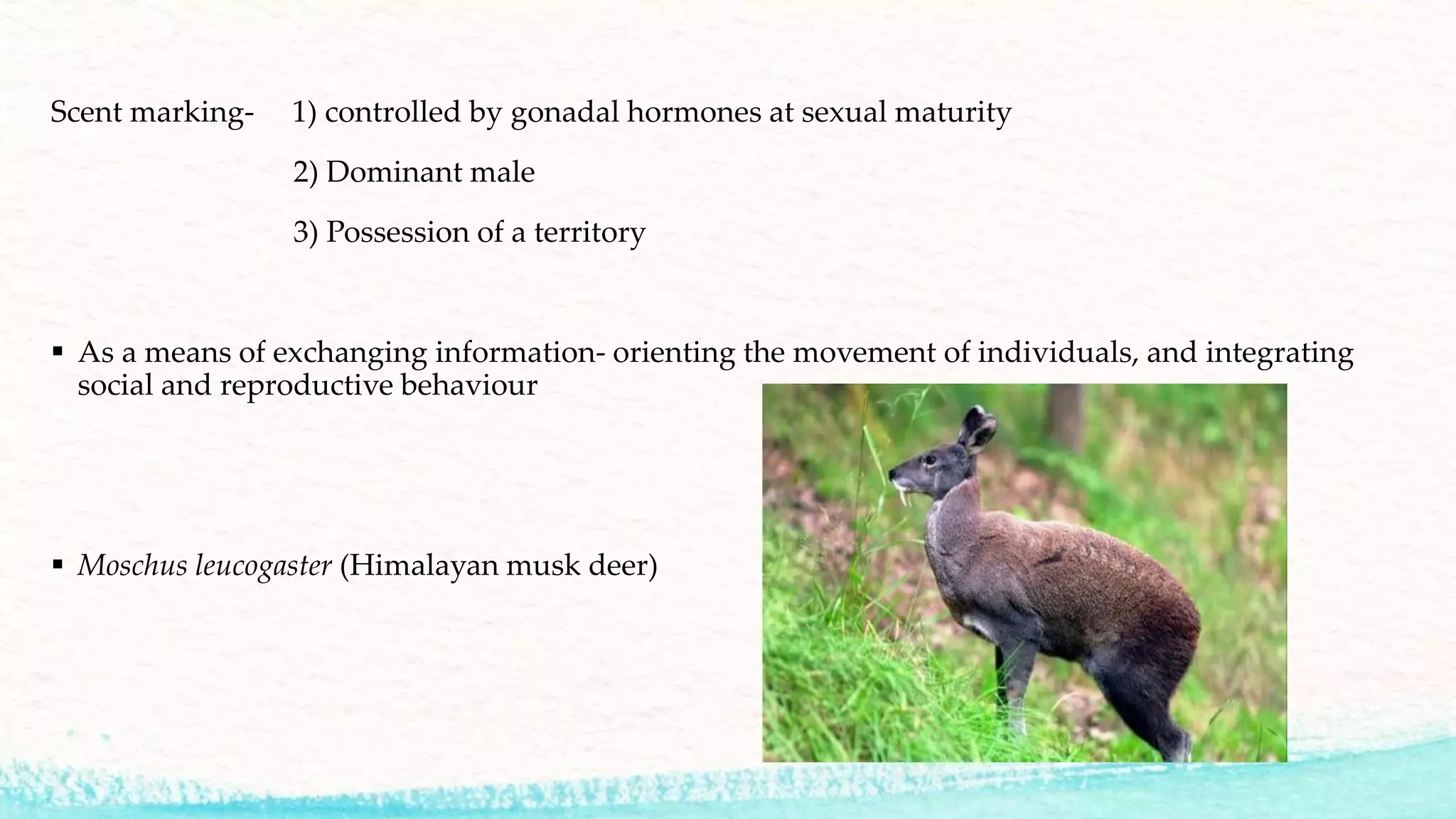 Wildlife Biology, wild Physiology and introduction | PDF