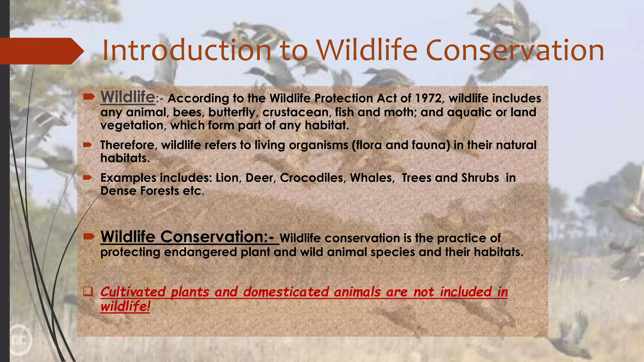 Presentation on Wildlife Conservation | PPTX