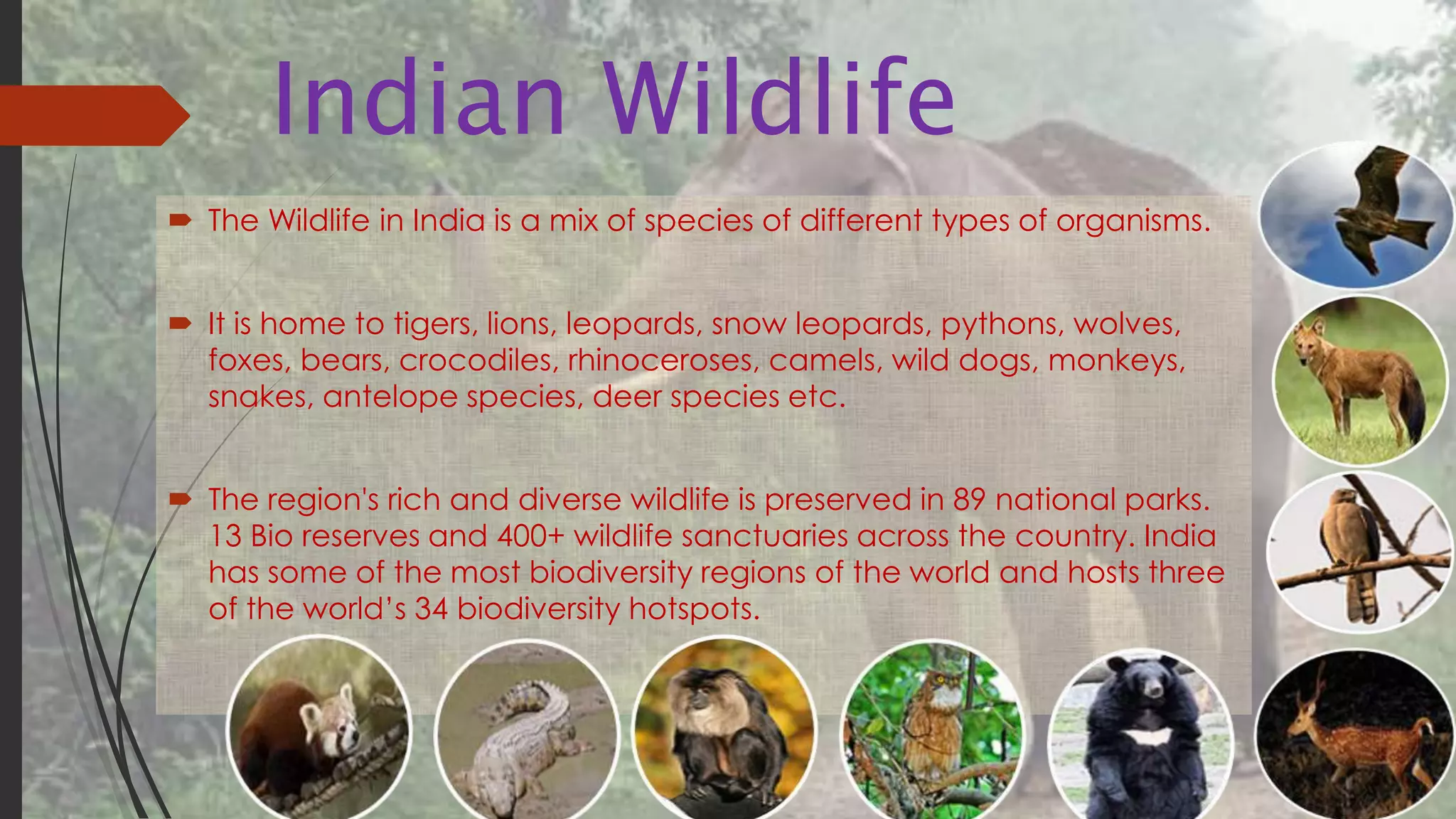 Presentation on Wildlife Conservation | PPTX