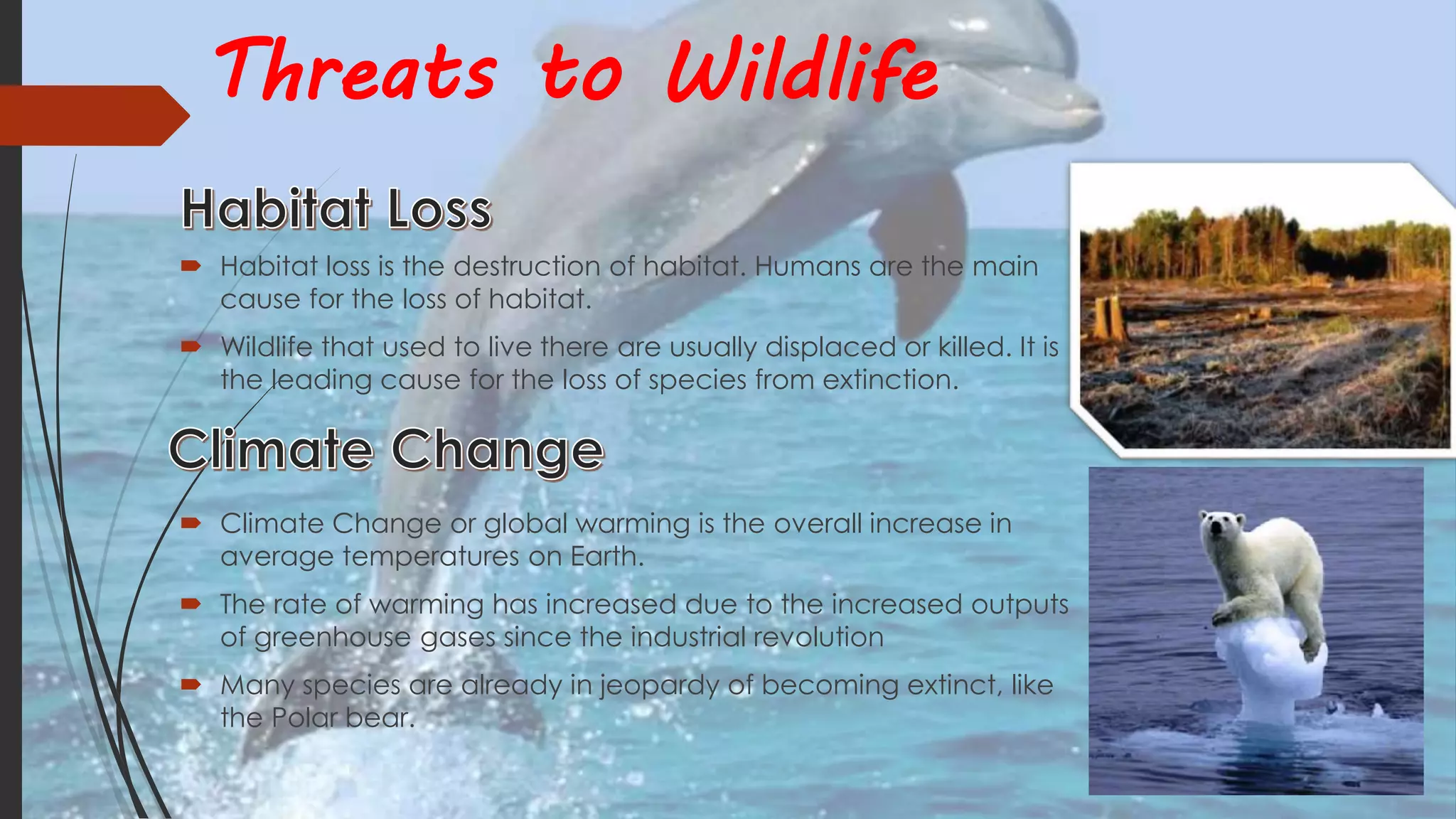 Presentation on Wildlife Conservation | PPTX