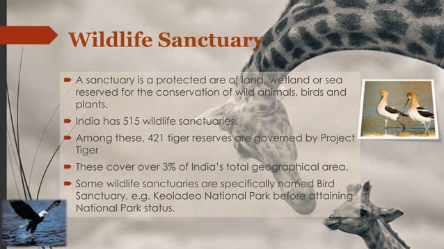Presentation on Wildlife Conservation | PPTX