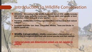 Presentation on Wildlife Conservation | PPTX