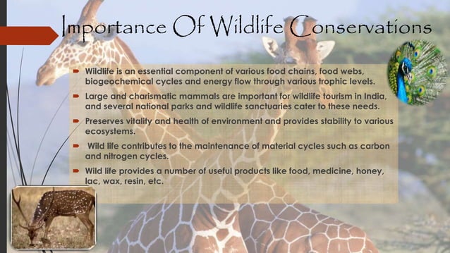 Presentation on Wildlife Conservation | PPTX