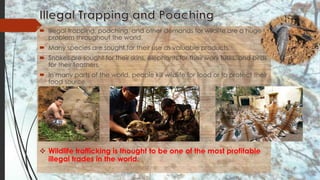 Presentation on Wildlife Conservation | PPTX