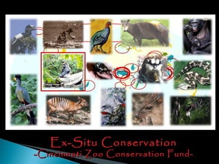 Wildlife conservation | PPT