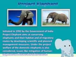 Wildlife conservation | PPTX