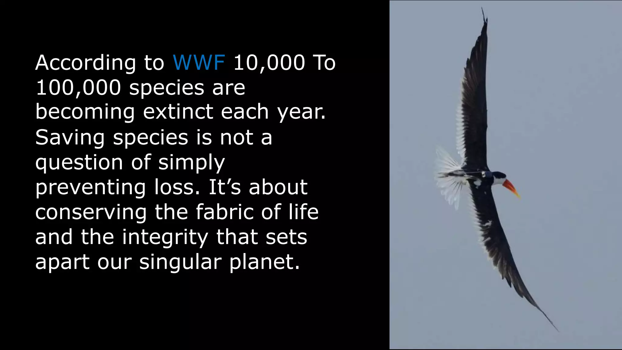 Wildlife Conservation | PPTX | Geography | Science