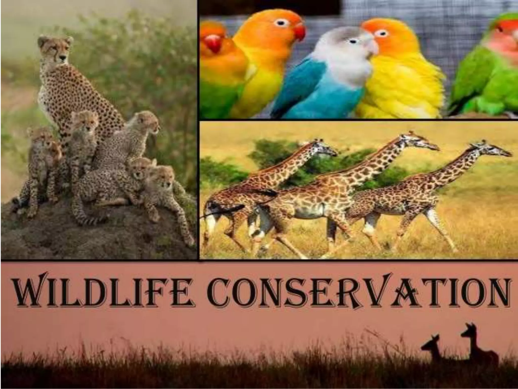 Wildlife conservation and its benefits | PPTX