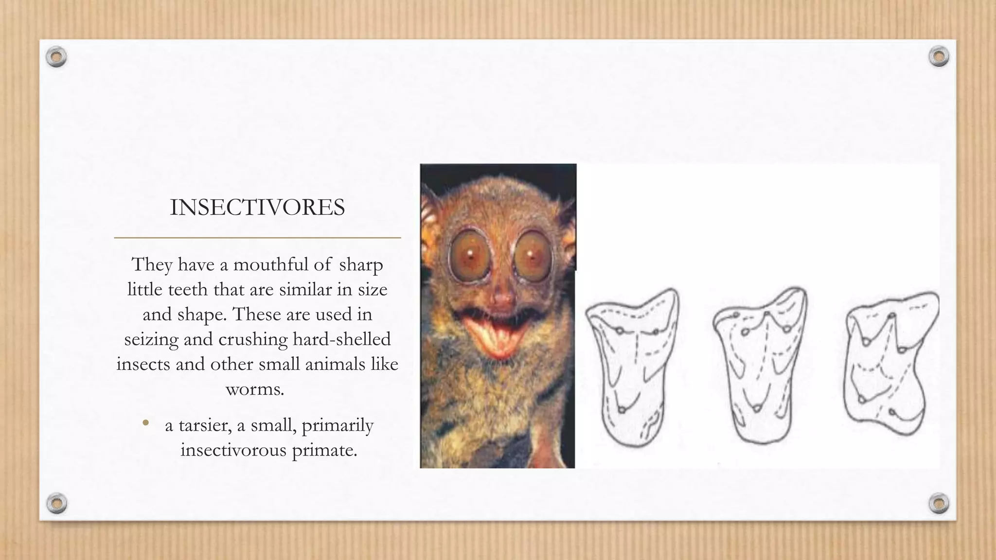 Dental evidence for species identification in wildlife foresic | PPTX