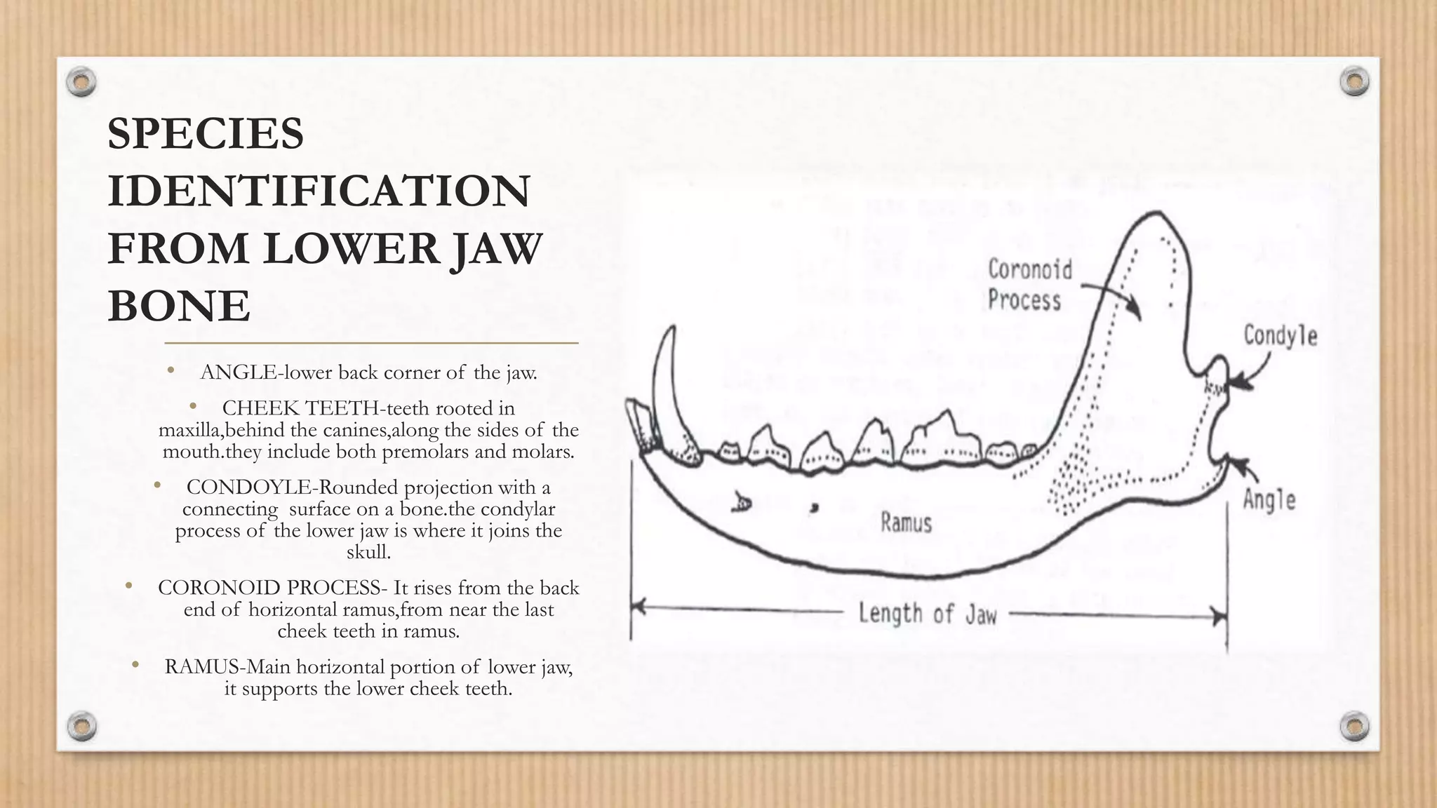 Dental evidence for species identification in wildlife foresic | PPTX