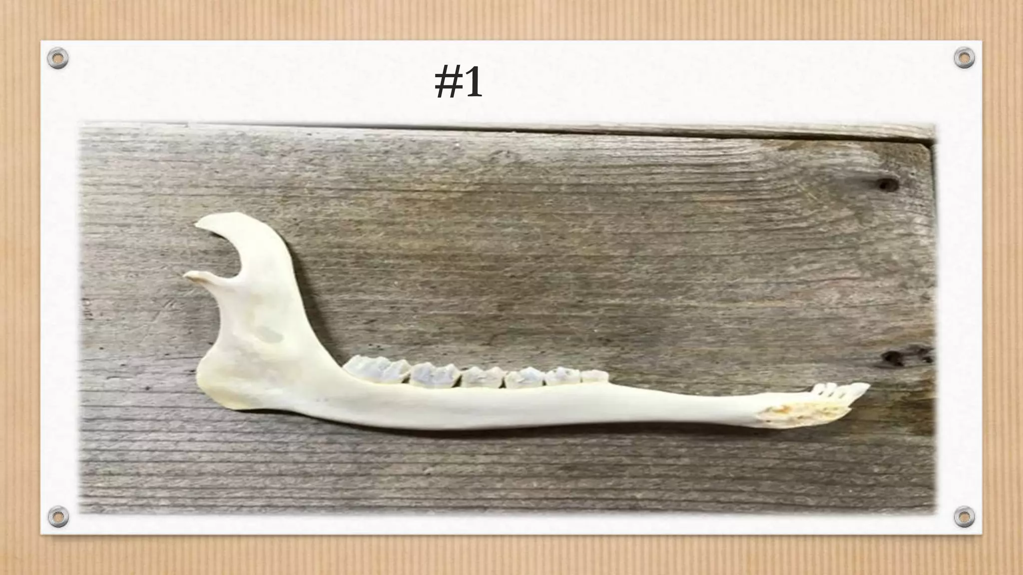 Dental evidence for species identification in wildlife foresic | PPTX